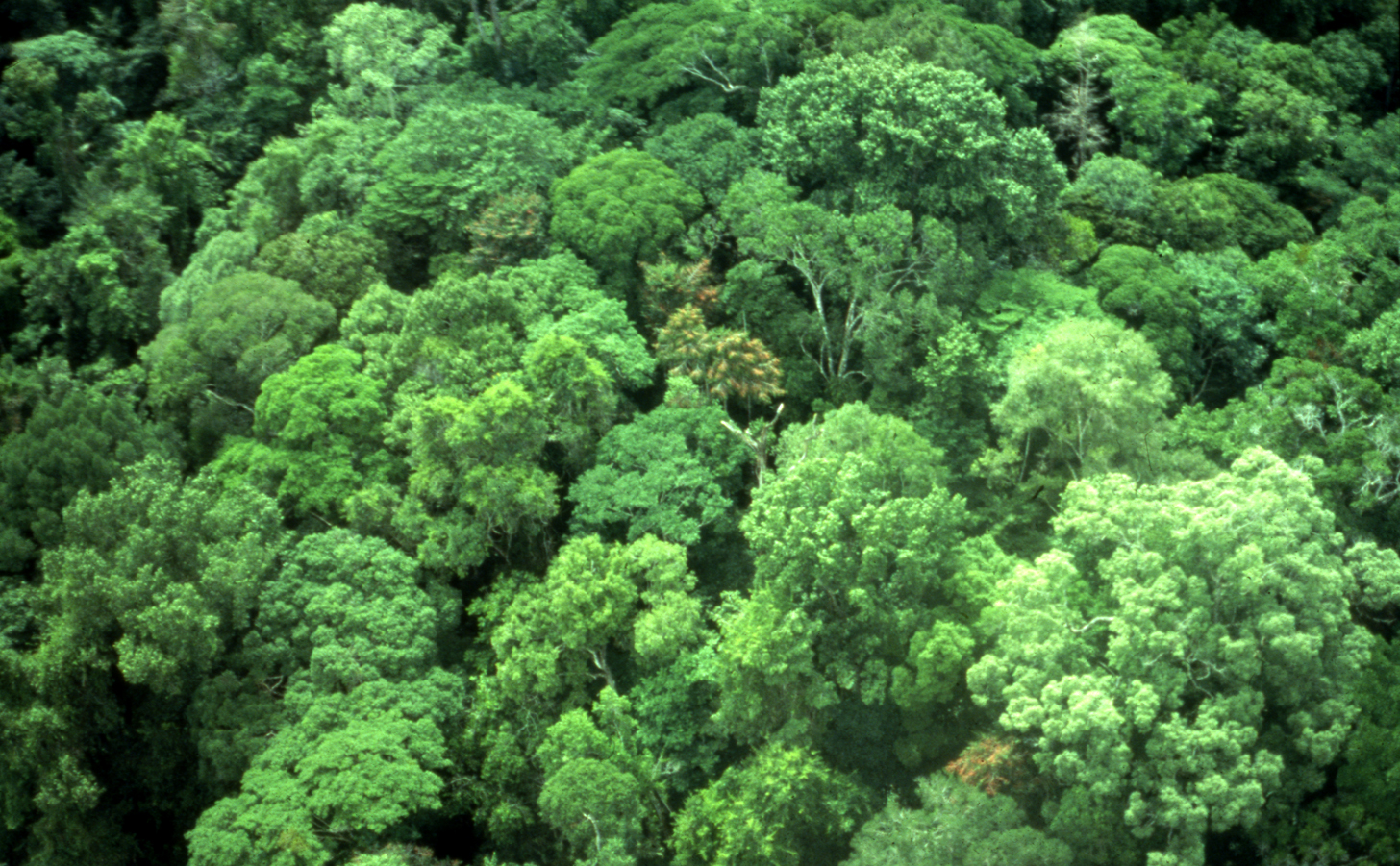 My Love Affair With The Tropics how And Why I Became A Biologist