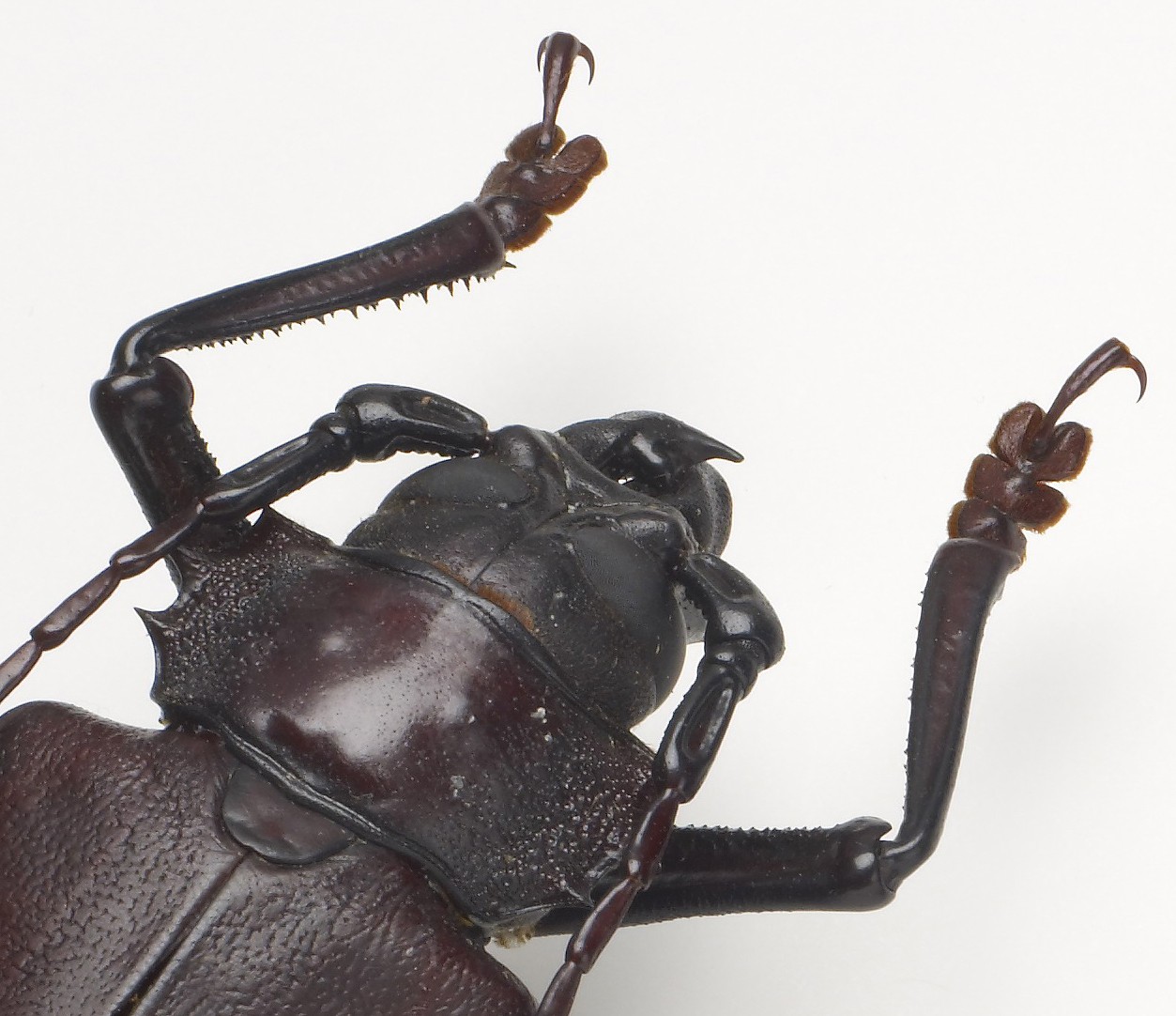 African Goliath Beetle | BEYONDbones