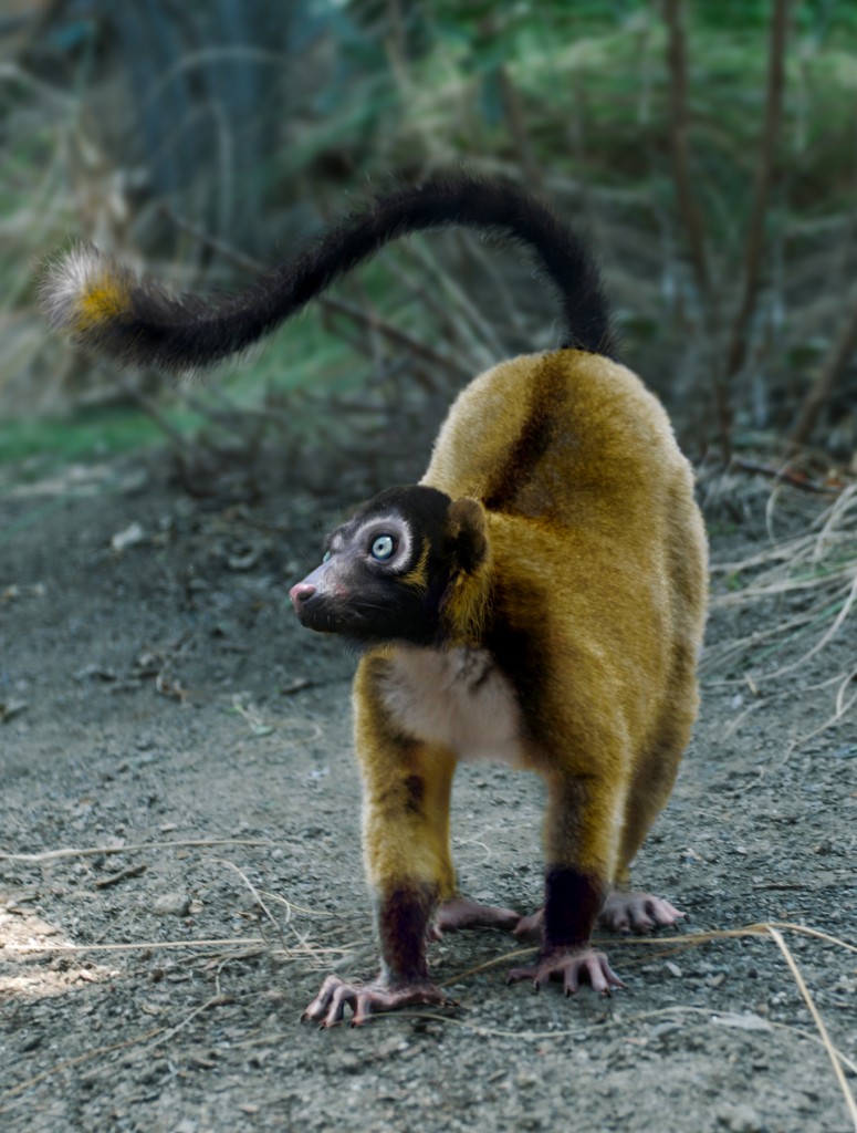 Famous Fossil “Ida” (Plate B) Joins Lucy on display in New York ...