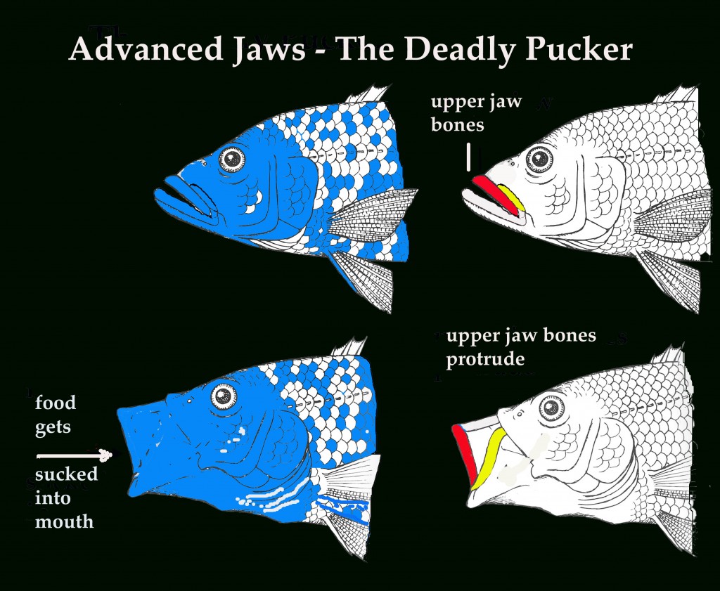 Jurassic Puckering – Kissing Fish and Salt Water Evolution | BEYONDbones
