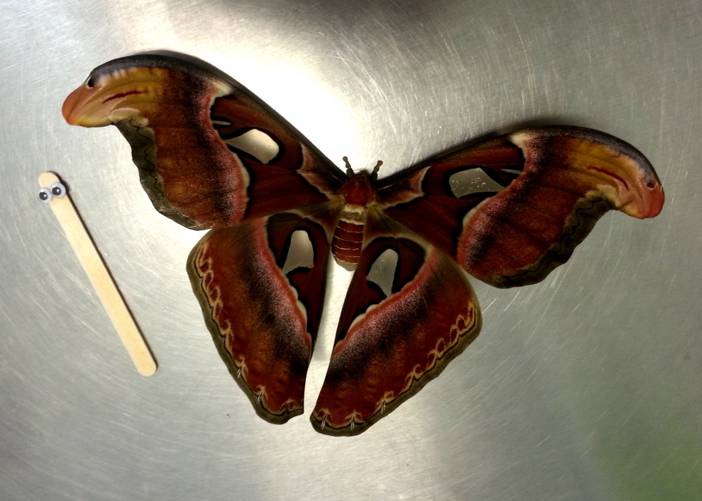 The Butterfly Center beat: Everything you ever wanted to know about ...