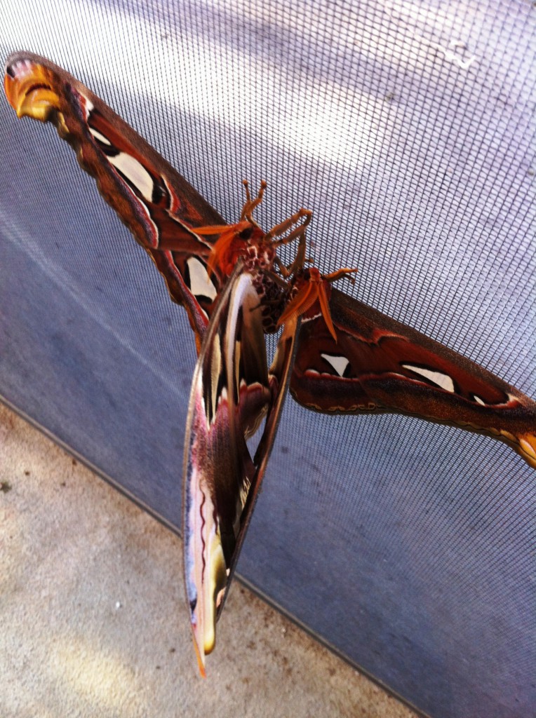The Butterfly Center beat: Everything you ever wanted to know about ...