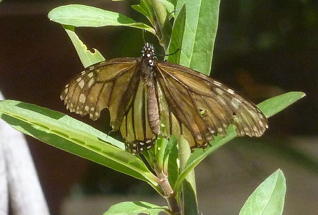 Tired from a long journey, faded monarchs seek homes for the next ...
