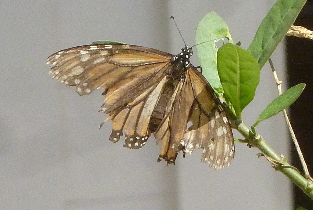 Tired from a long journey, faded monarchs seek homes for the next ...