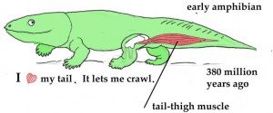 Wait a second. Why did dinosaurs have tails? | BEYONDbones