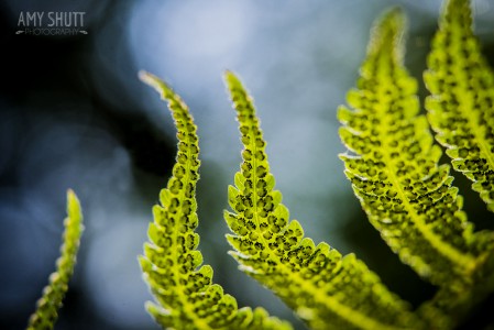 One with nature: Photographer Amy Shutt teaches you how to capture the ...