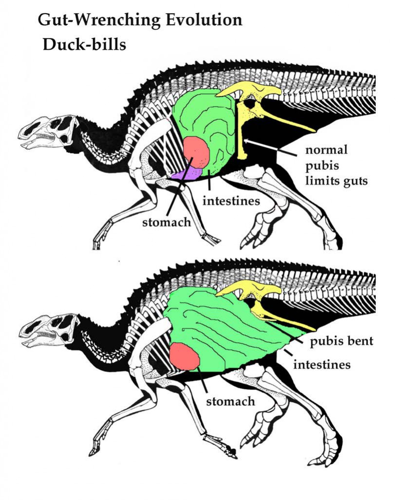 The guts stop here: Delve deeper into dinosaurian intestines with Dr ...