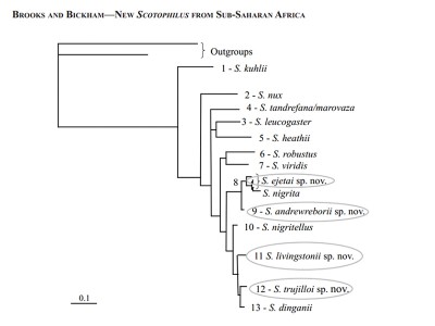We’d like to introduce you to the four new species of African house ...