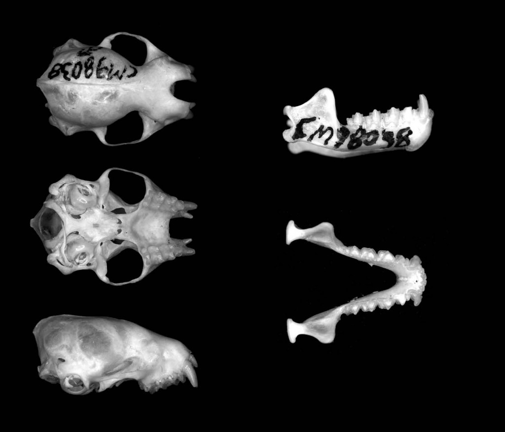 We’d like to introduce you to the four new species of African house ...