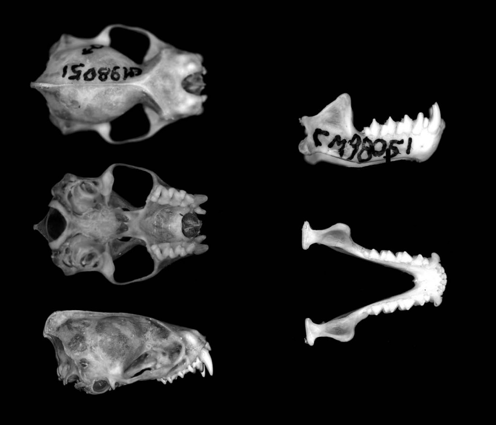 We’d like to introduce you to the four new species of African house ...