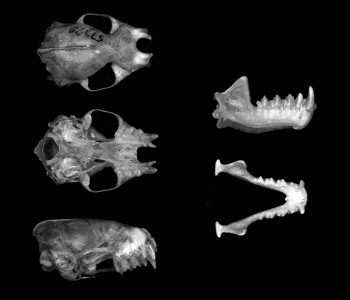 We’d like to introduce you to the four new species of African house ...