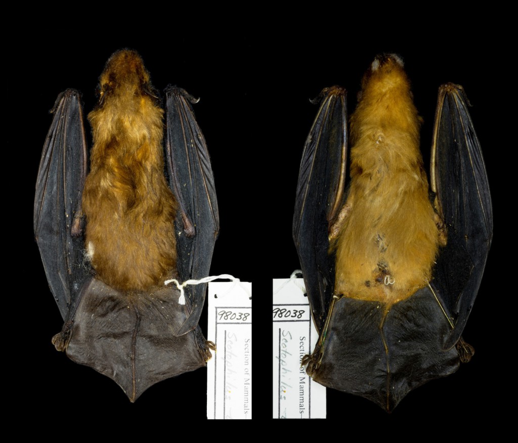 We’d like to introduce you to the four new species of African house ...