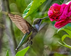 Mean green flying machines: the hummingbirds are here! | BEYONDbones