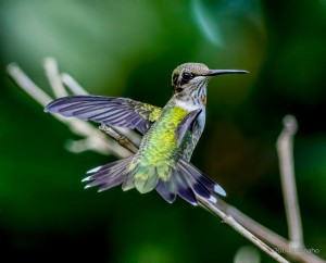 Mean green flying machines: the hummingbirds are here! | BEYONDbones