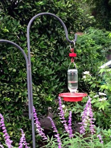 Mean green flying machines: the hummingbirds are here! | BEYONDbones
