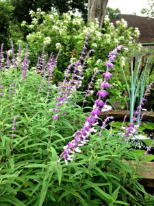 Mean green flying machines: the hummingbirds are here! | BEYONDbones