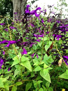 Mean green flying machines: the hummingbirds are here! | BEYONDbones