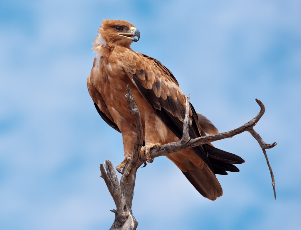 “On the Trail” Children’s Heritage Excursion | BEYONDbones
