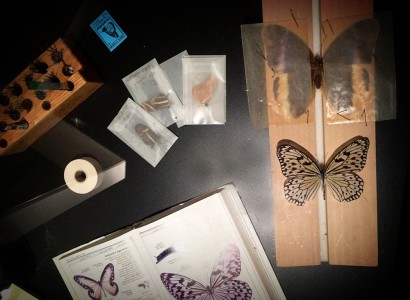 How to Spread and Mount a Butterfly – Part III | BEYONDbones