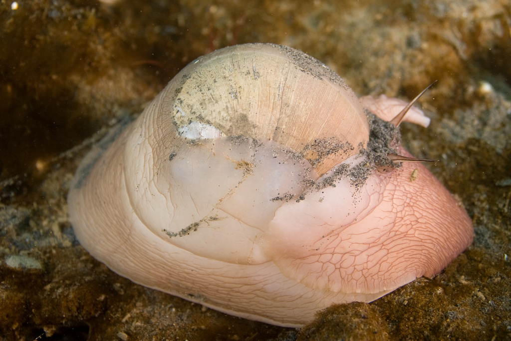 Fear the Snail: Inside the vicious world of the predatory gastropod ...