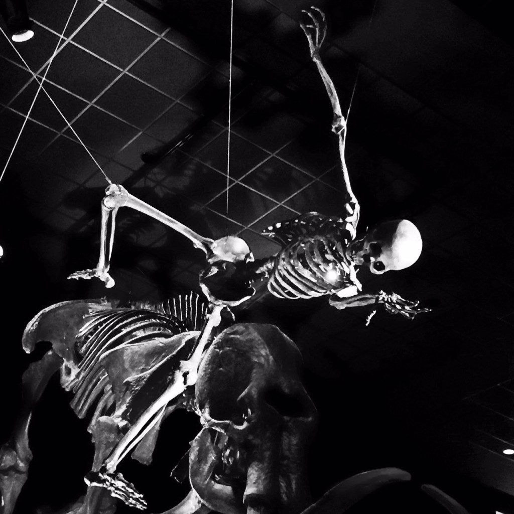 Top 10 Most Popular Instagram Skeletons | BEYONDbones