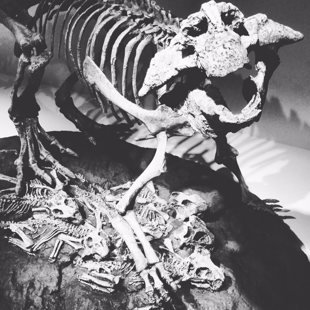 Top 10 Most Popular Instagram Skeletons | BEYONDbones