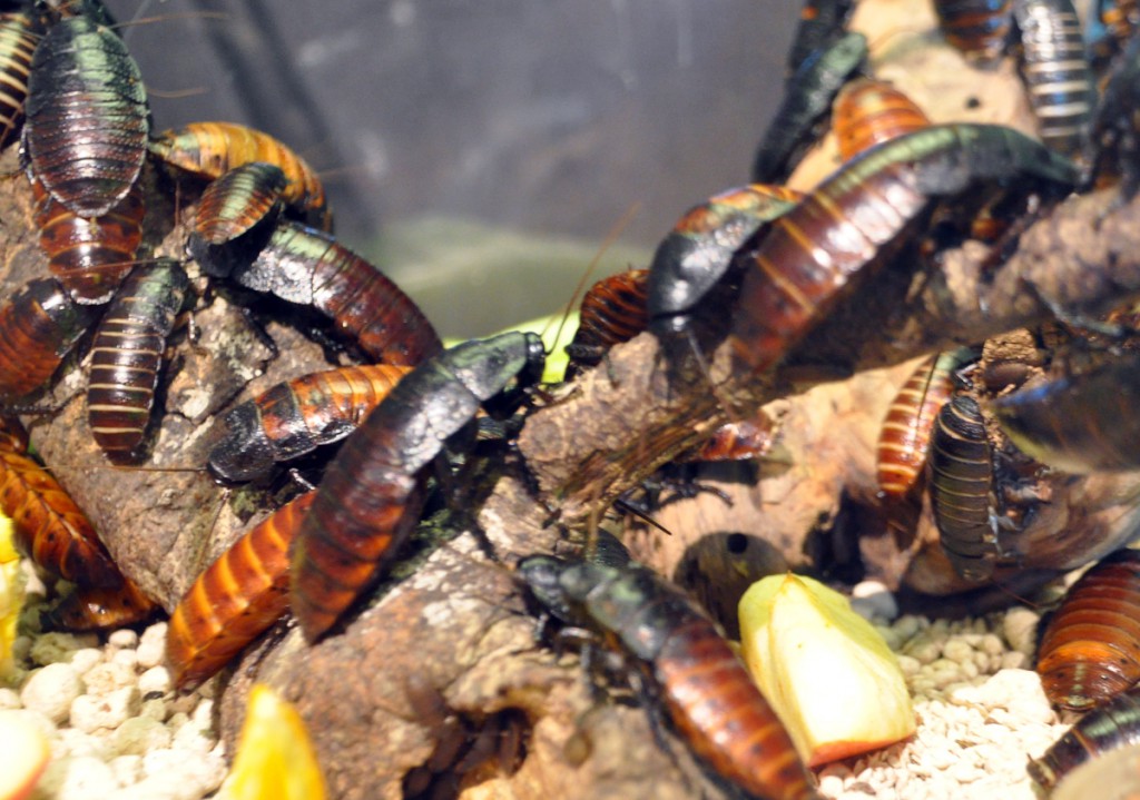 Crawlies, Un-creeped: the Truth Behind Your Arthropod Phobias | BEYONDbones