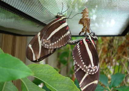Seeing Stripes: The Zebra Longwing Butterfly | BEYONDbones