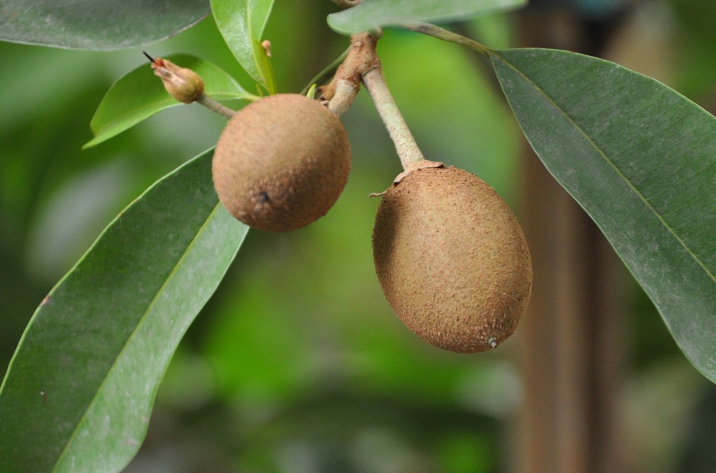 Come to HMNS After Dark for a Sweet Surprise! | BEYONDbones