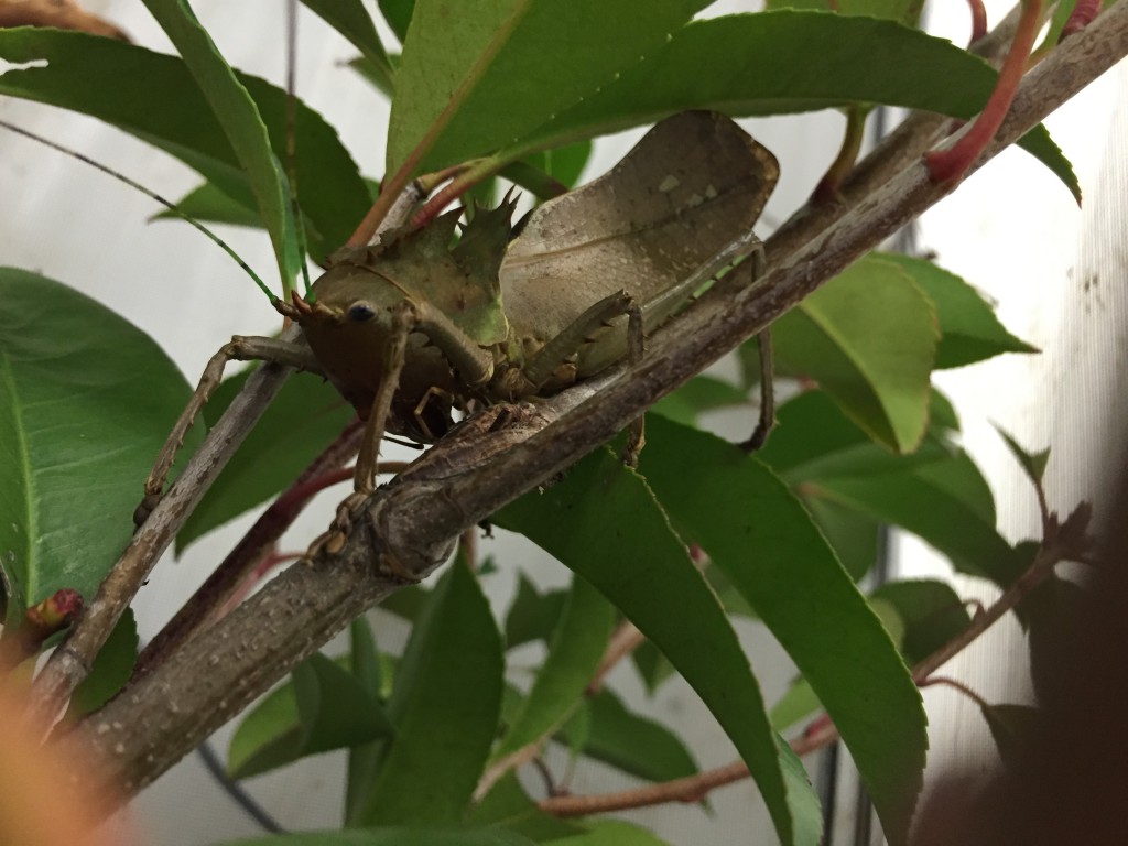 “I Have a Question! Where do Your Bugs Come From?” | BEYONDbones