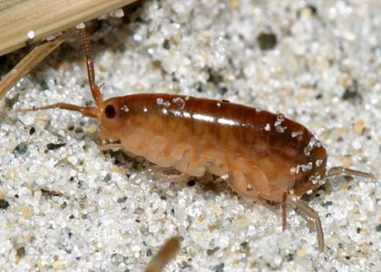 Sand Fleas Are Real! (But They’re Not What You Think They Are ...