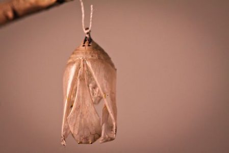 Butterfly Chrysalises | BEYONDbones