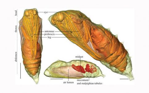 Butterfly Chrysalises | BEYONDbones