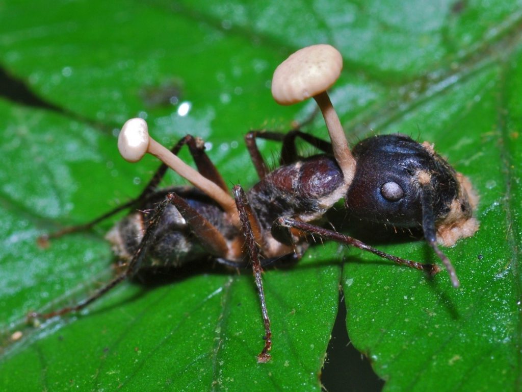 Zombie Ants! | BEYONDbones