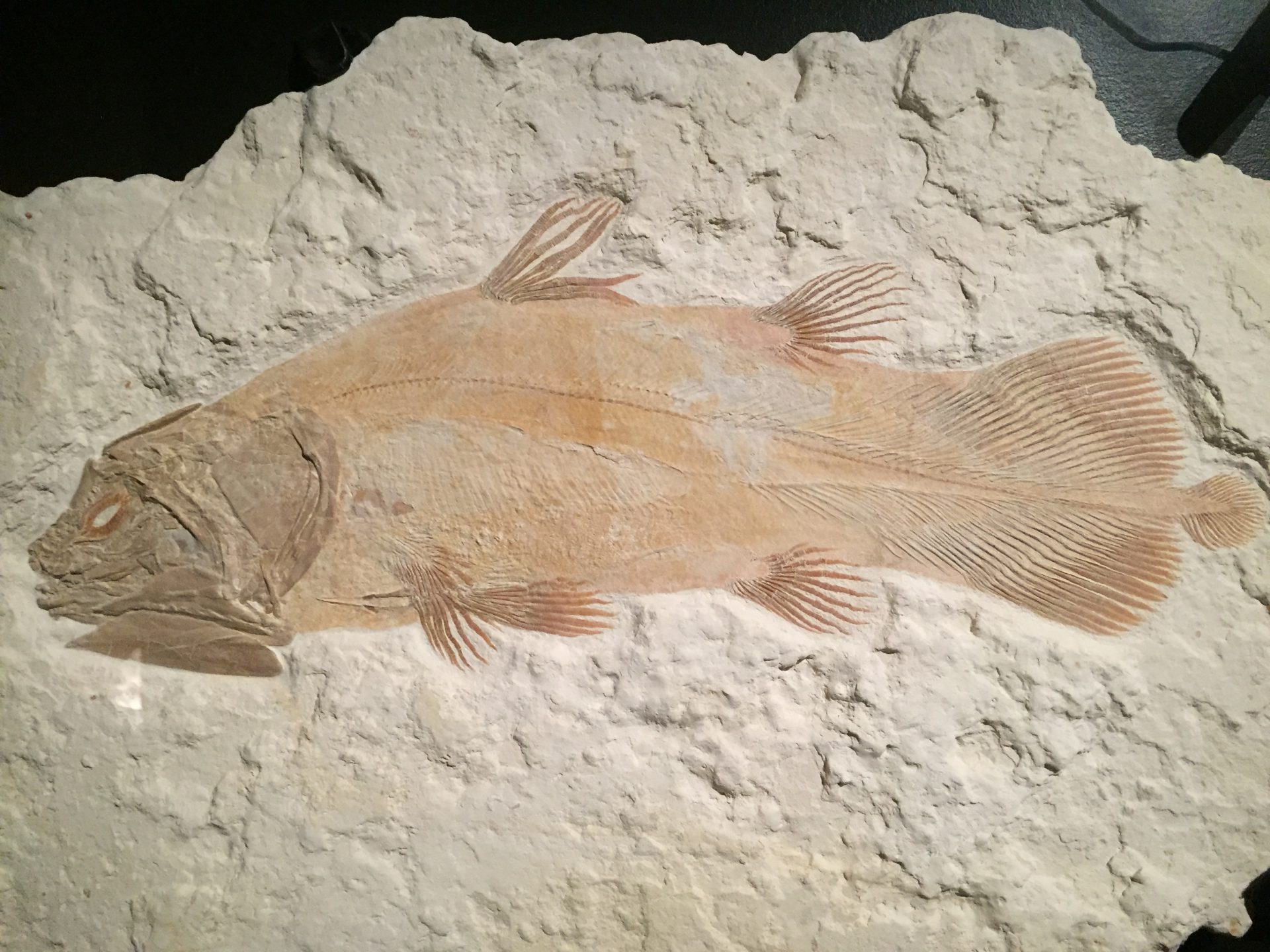 Jurassic Death Trap | BEYONDbones