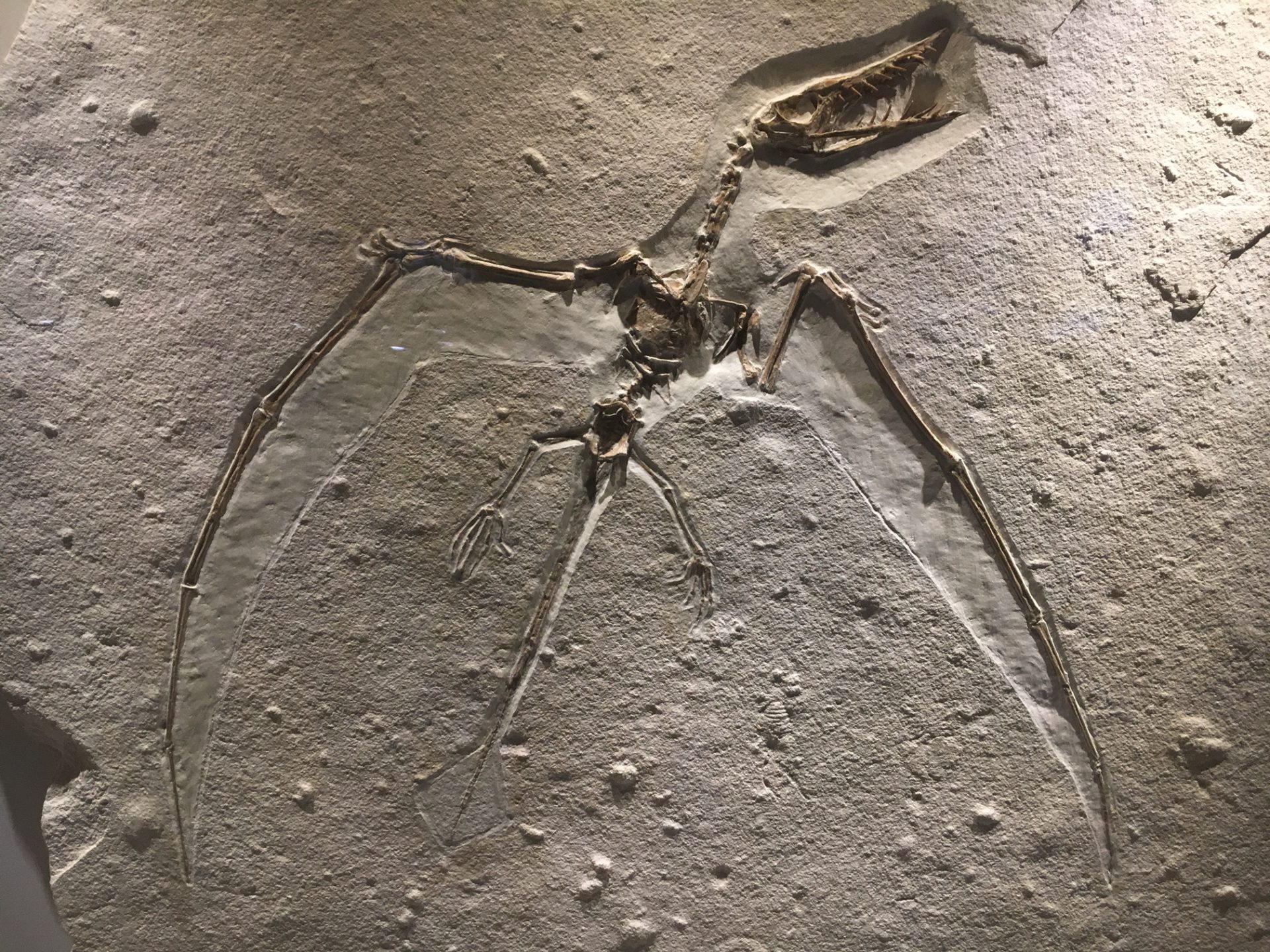 Why Paleontology Can Be A Little Morbid Sometimes. | BEYONDbones