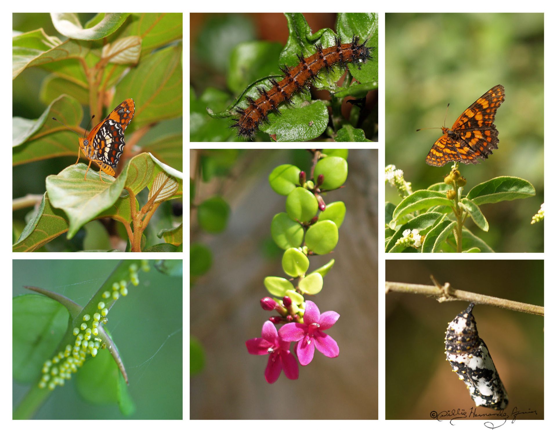 Play the Butterfly Life Cycle Game! | BEYONDbones