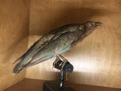 The Inspiring Story Of World’s Creepiest Parrot: The Kea | BEYONDbones