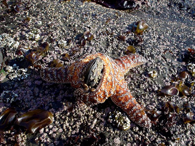 Sea Stars: Unstoppable Killers Of The Ocean? | BEYONDbones