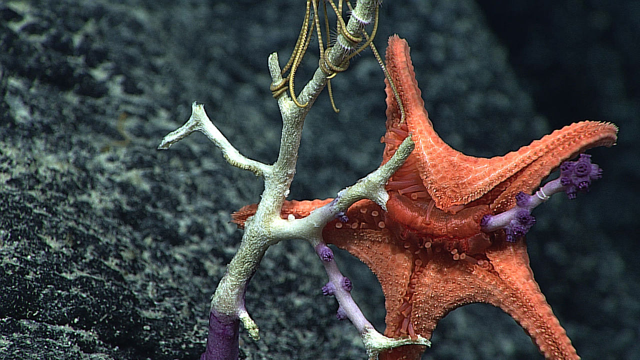 Sea Stars: Unstoppable Killers Of The Ocean? | BEYONDbones