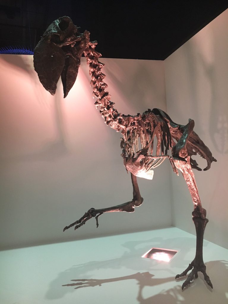 Diatryma: The Last Gasp of Dinosaur Rule In North America | BEYONDbones