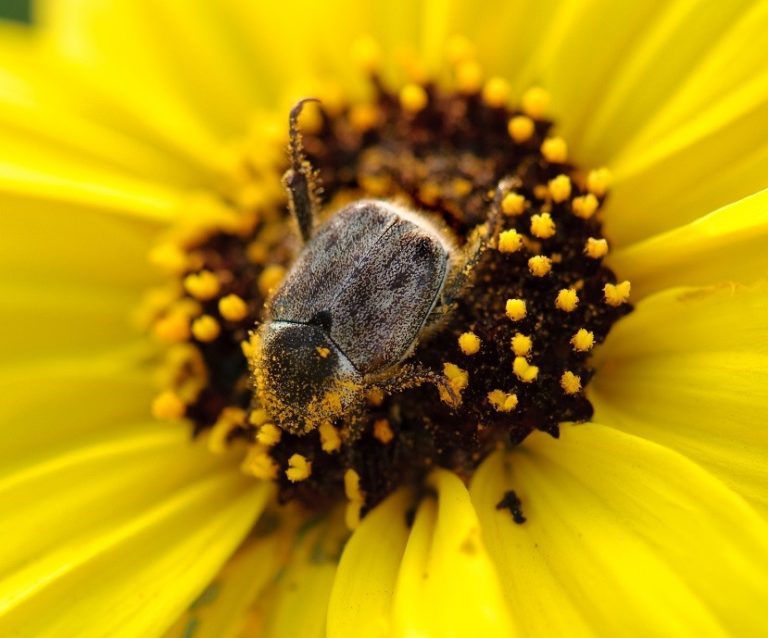 Weird And Unexpected Pollinators Who Help Keep Our World’s Ecosystems ...