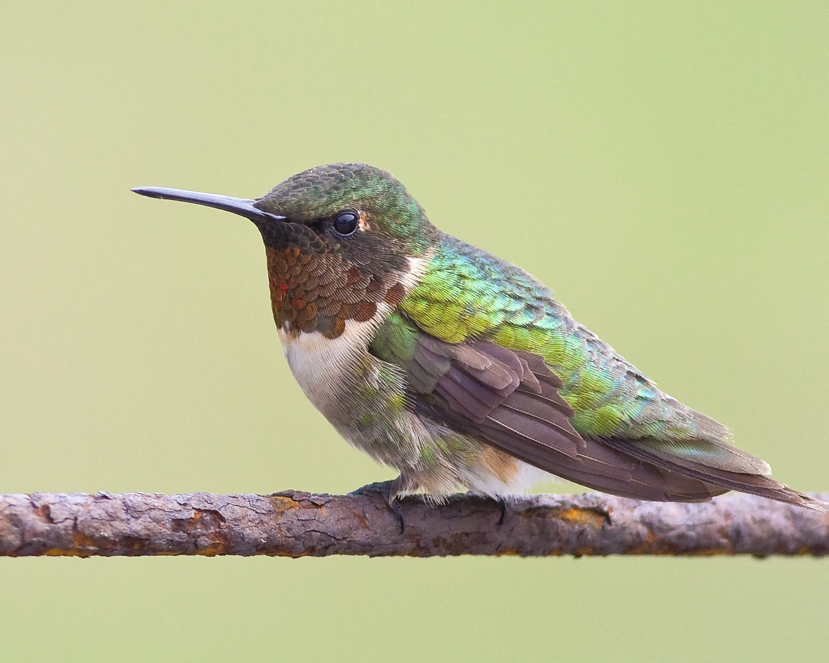 HMNS' Guide To Urban Bird Watching In Houston | BEYONDbones