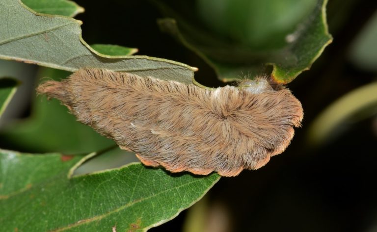 Houston’s Hairy Situation: The Truth About Asp Caterpillars | BEYONDbones