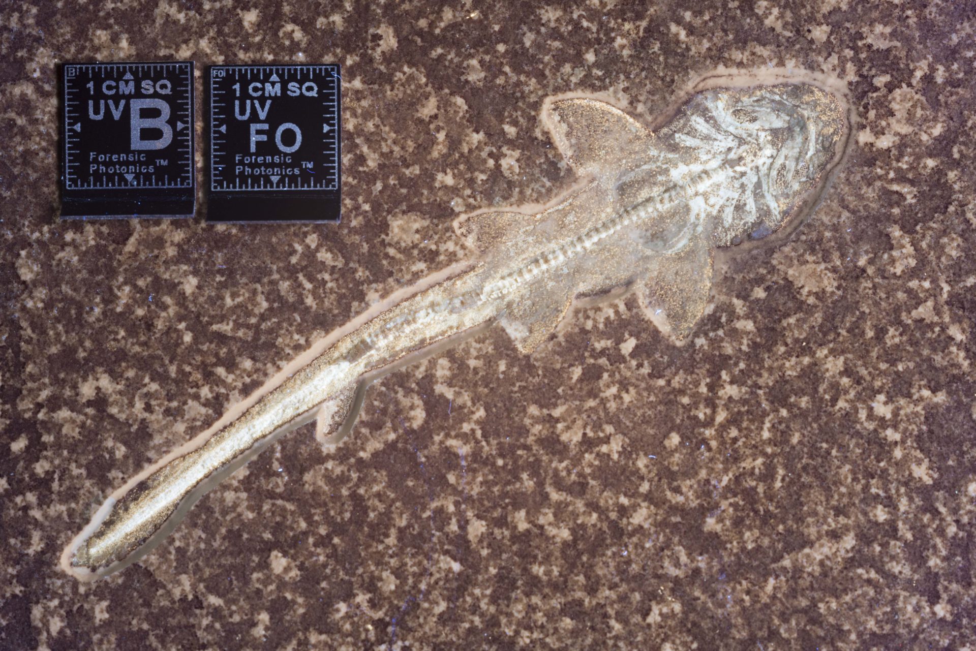 Hidden in Plain Sight: How Photography Techniques Are Helping Us Dig ...