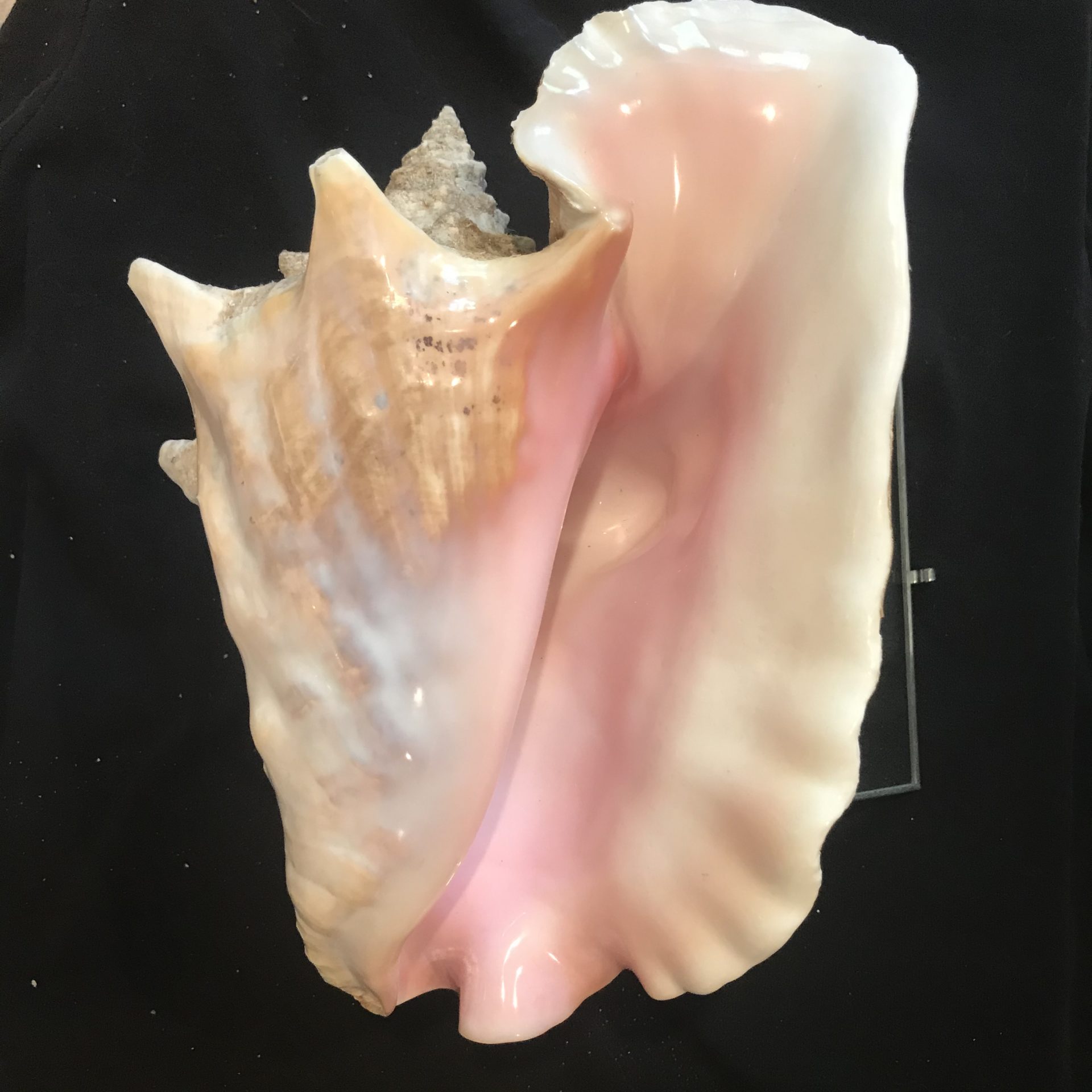 From our Collections: You Should See Me in a Crown – The Queen Conch ...