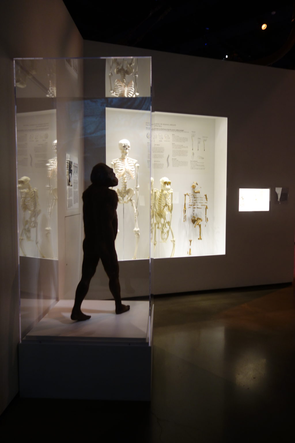 From Our Collections: Lucy is in the Building | BEYONDbones