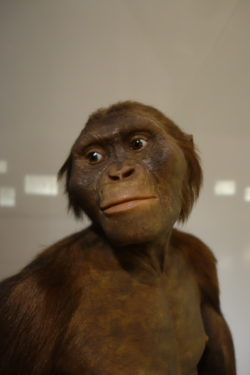 From Our Collections: Lucy is in the Building | BEYONDbones