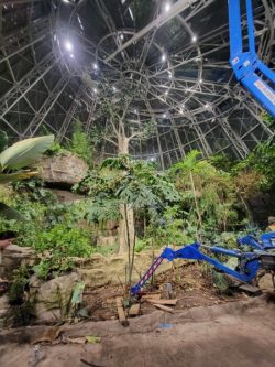 Cockrell Butterfly Center Emerges this Spring | BEYONDbones